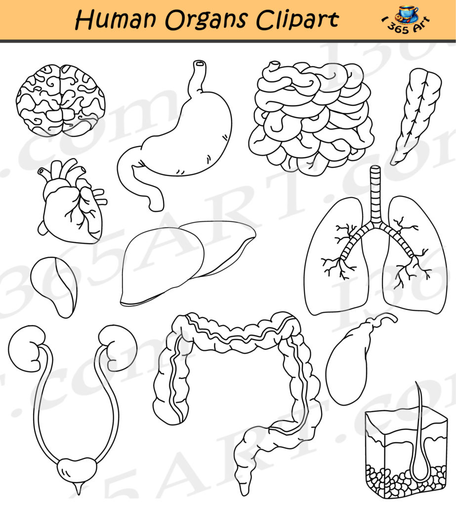Human Organs Clipart - Body Functions and Systems Graphics
