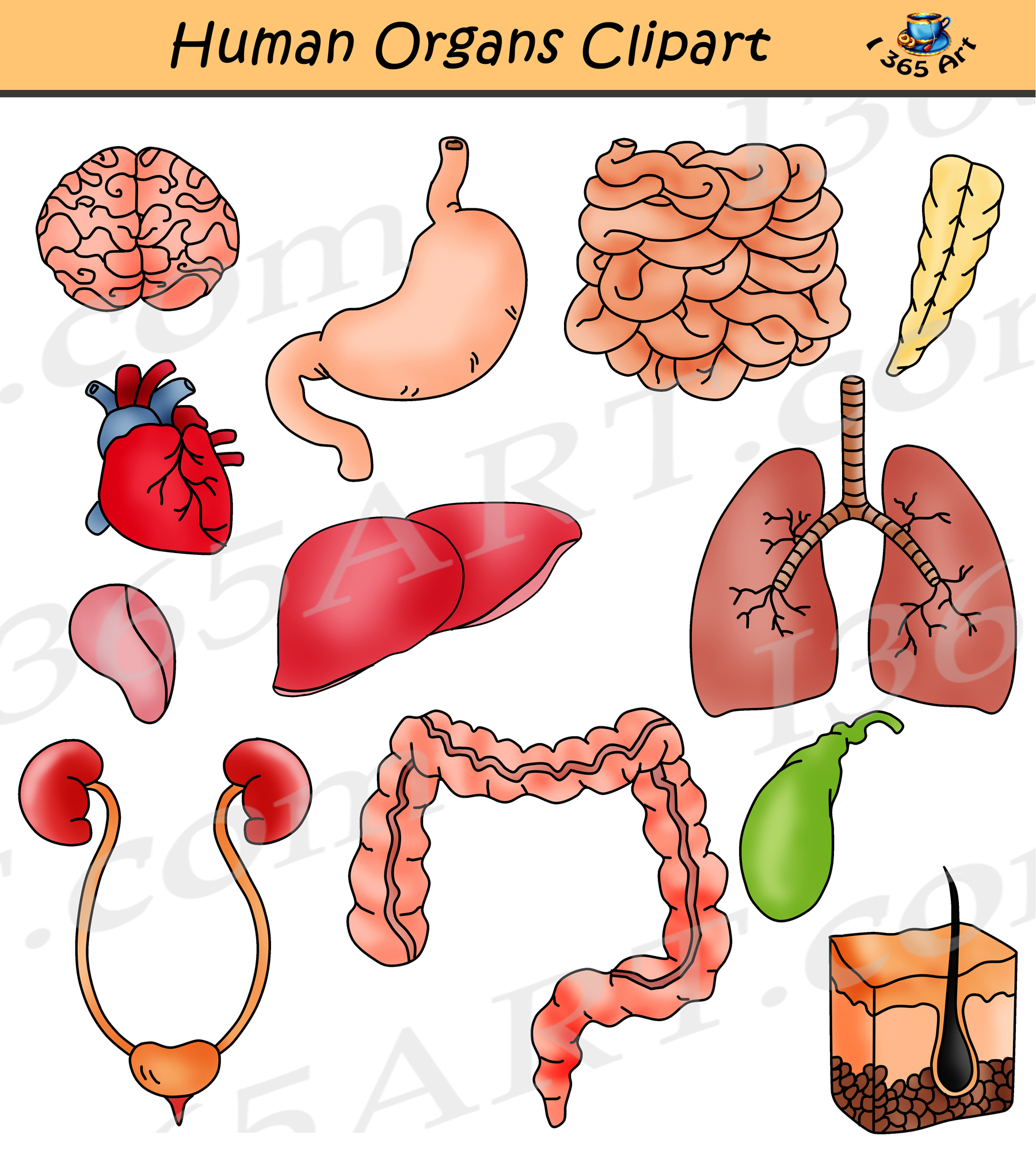 Human Organs Clipart Body Functions And Systems Graphics Human Organs Clipart Body Functions And Systems Graphics