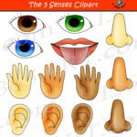 5 senses clip art Archives - Clipart 4 School
