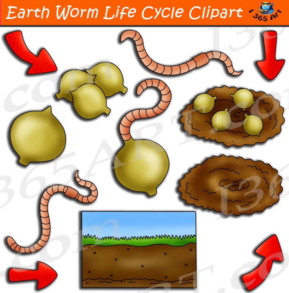Earthworm Life Cycle Clipart Bundle - Clipart 4 School