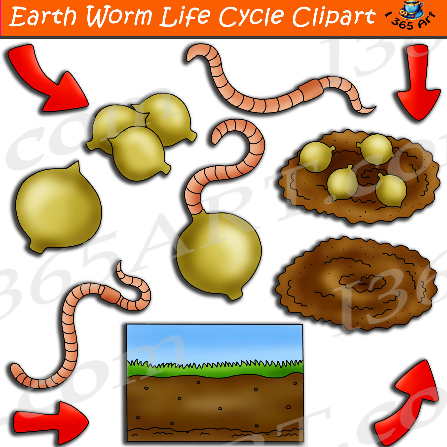 life cycle of earthworm Archives - Clipart 4 School