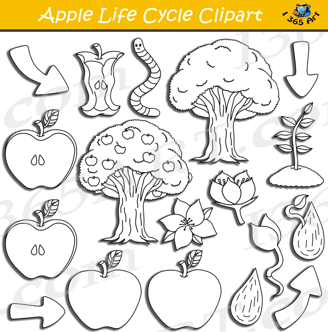 Apple Life Cycle Clipart Bundle Pack - Clipart 4 School