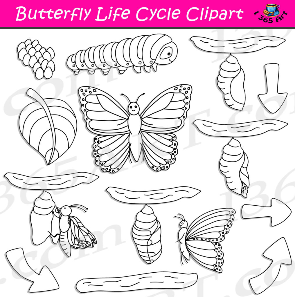 Butterfly Life Cycle Clipart Bundle - Clipart 4 School