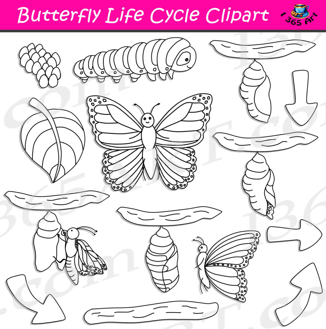 Butterfly Life Cycle Clipart Bundle - Clipart 4 School