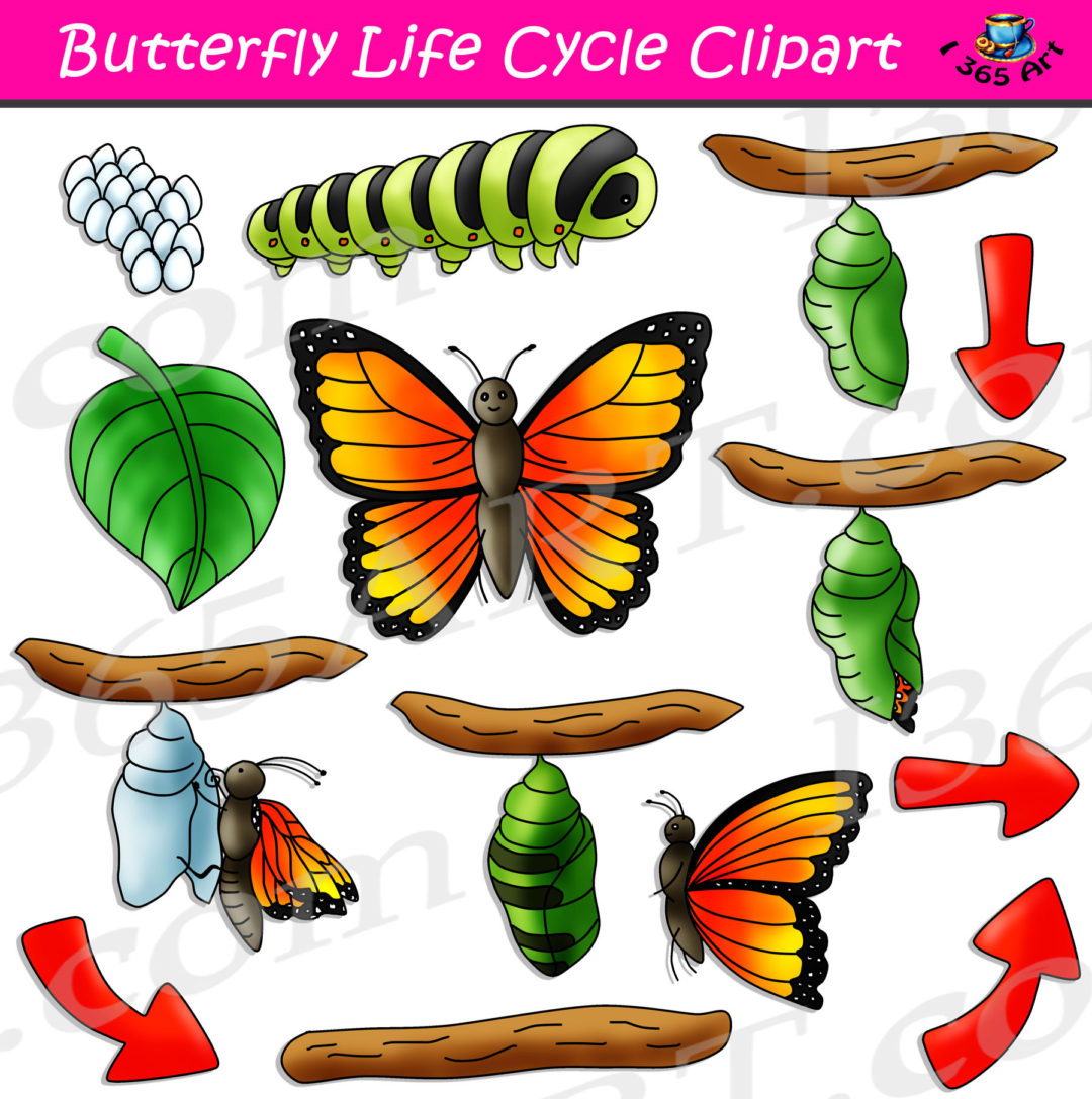 Butterfly Life Cycle Clipart Bundle - Clipart 4 School