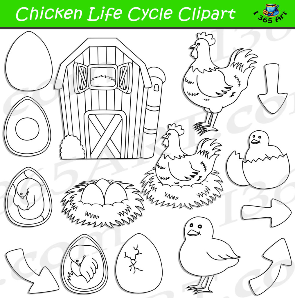 Chicken Life Cycle Clipart Bundle - Clipart 4 School
