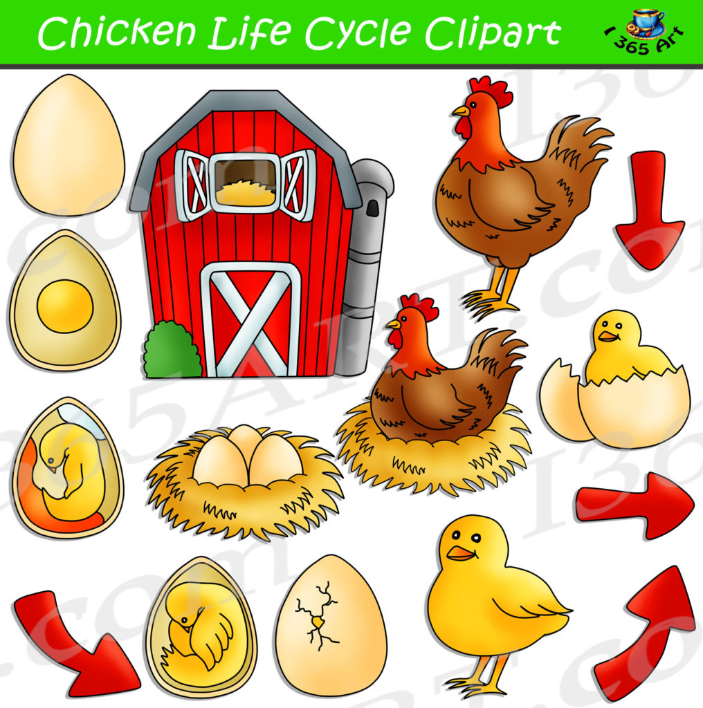 Chicken Life Cycle Clipart Bundle - Clipart 4 School