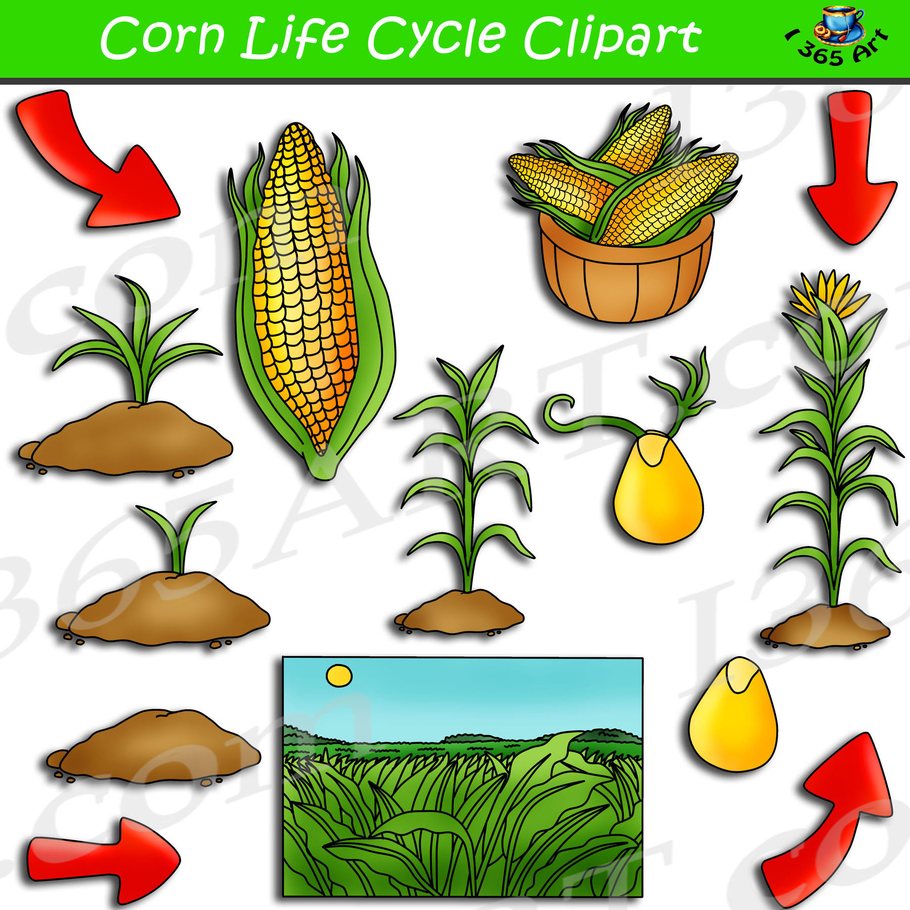 corn life cycle Archives - Clipart 4 School