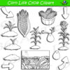 Corn Life Cycle Clipart Bundle Set - Clipart 4 School