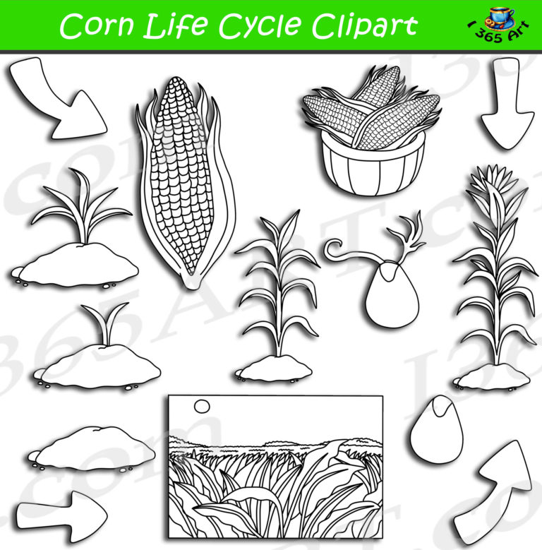 Corn Life Cycle Clipart Bundle Set - Clipart 4 School