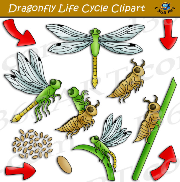 Dragonfly Life Cycle Clipart Bundle - Clipart 4 School