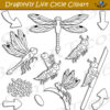 Dragonfly Life Cycle Clipart Bundle - Clipart 4 School
