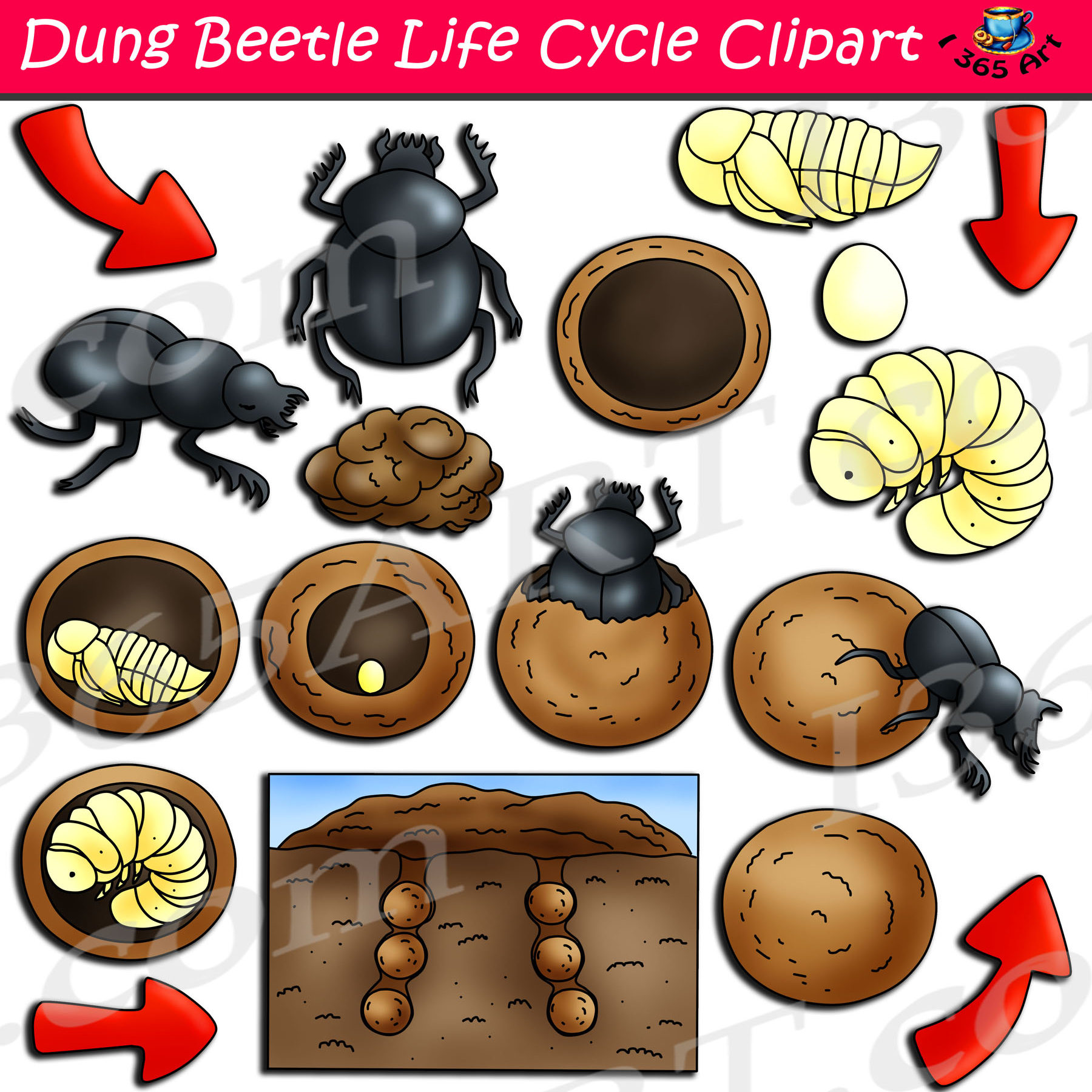 dung beetle life cycle clip art Archives - Clipart 4 School