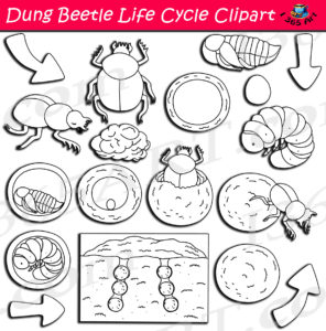 Dung Beetle Life Cycle Clipart Set - Clipart 4 School