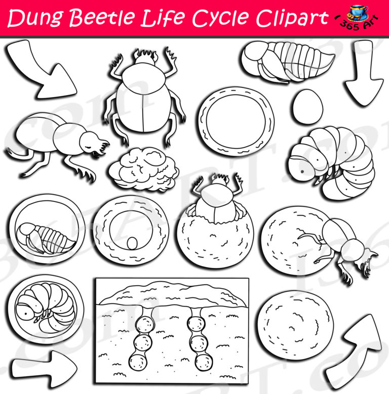 Dung Beetle Life Cycle Clipart Set - Clipart 4 School