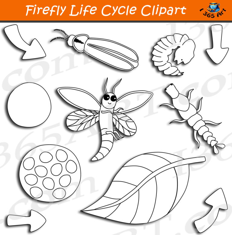 Firefly Life Cycle Clipart Graphics Bundle - Clipart 4 School
