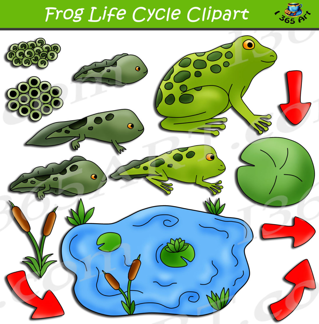 Frog Life Cycle Clipart Graphics Bundle - Clipart 4 School