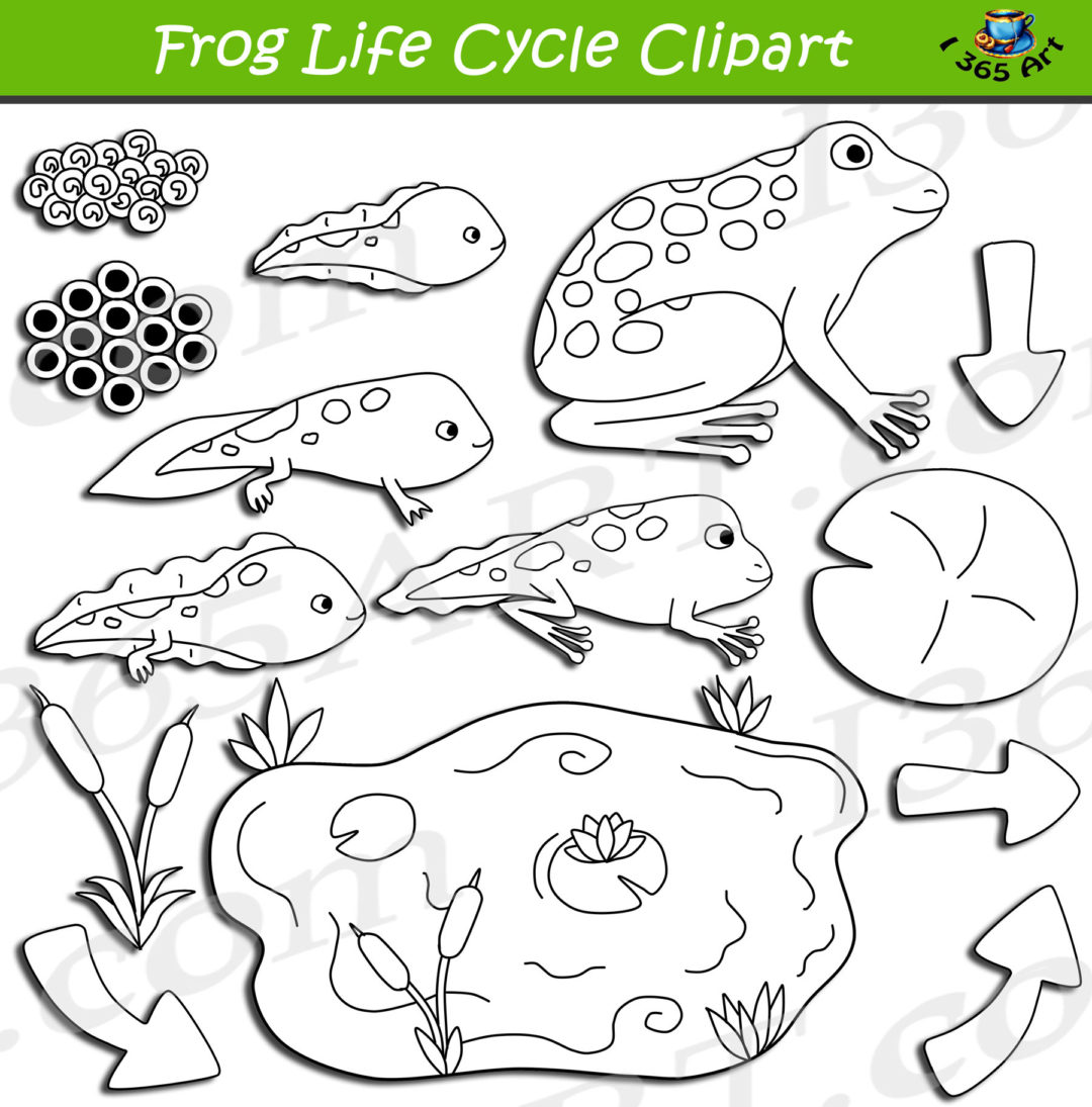 Frog Life Cycle Clipart Graphics Bundle - Clipart 4 School