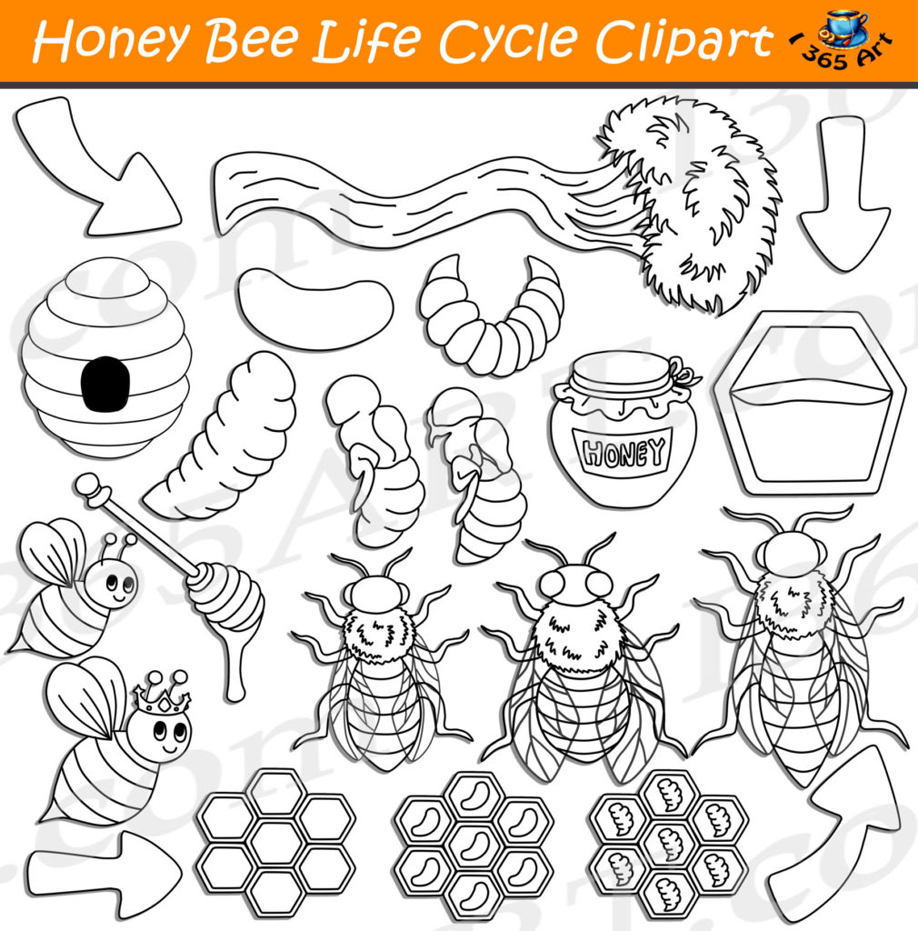 Honey Bee Life Cycle Clipart Bundle - Clipart 4 School