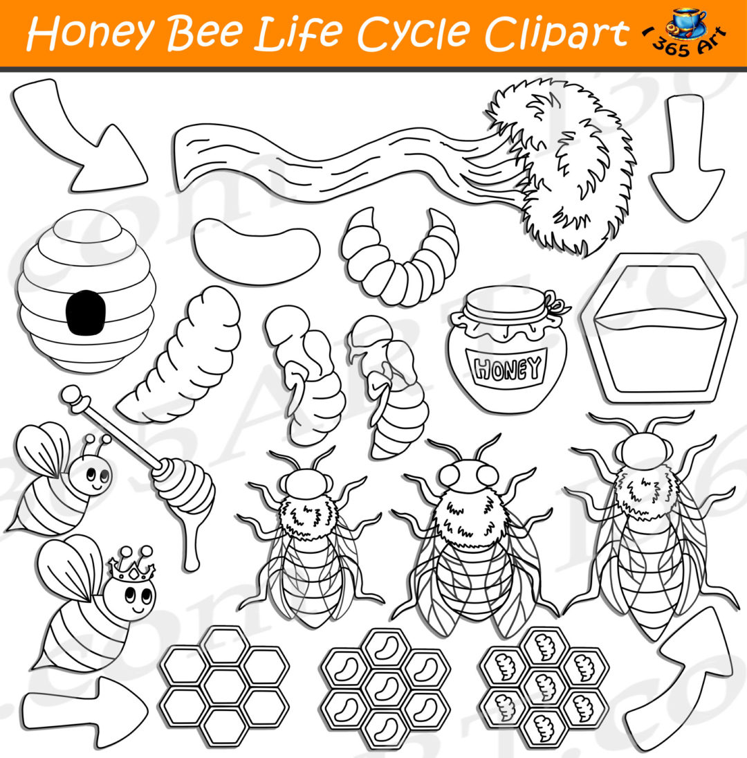 Honey Bee Life Cycle Clipart Bundle - Clipart 4 School