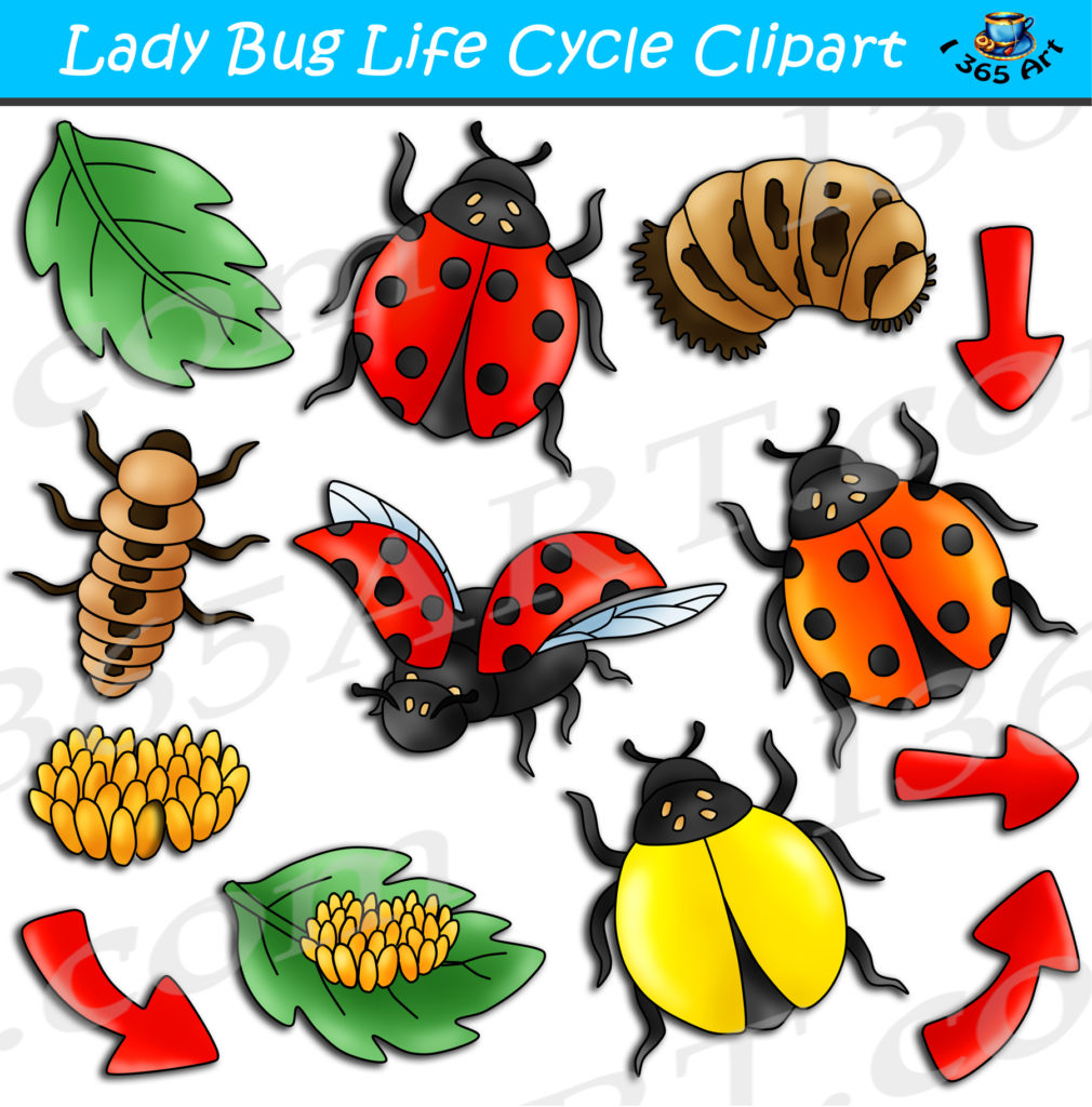 Ladybug Life Cycle Clipart Bundle - Clipart 4 School