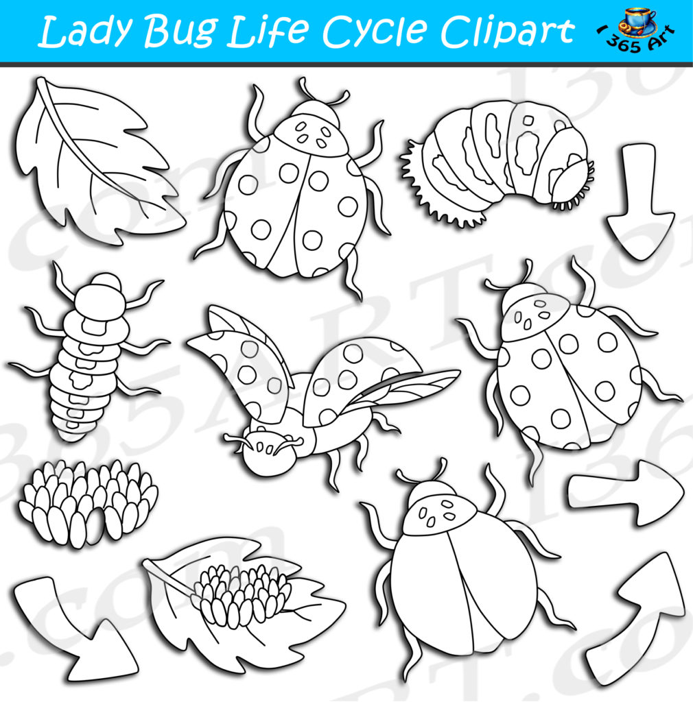 Ladybug Life Cycle Clipart Bundle - Clipart 4 School