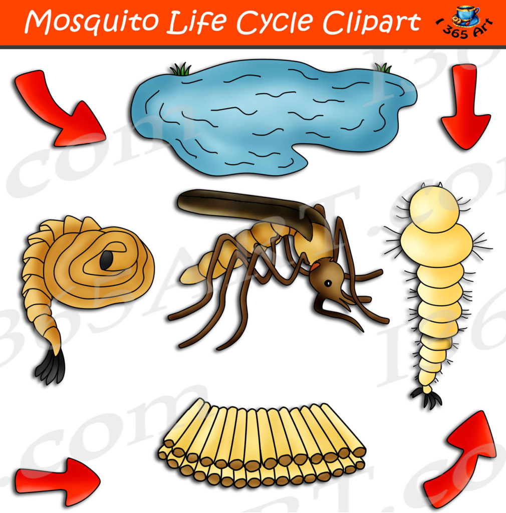 Mosquito Life Cycle Clipart Set Download - Clipart 4 School