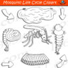 Mosquito Life Cycle Clipart Set Download - Clipart 4 School