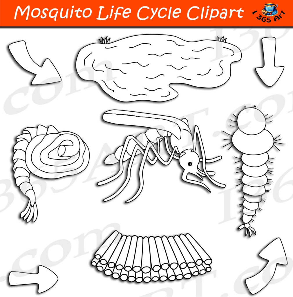 Mosquito Life Cycle Clipart Set Download Clipart 4 School 1209