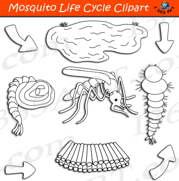 Mosquito Life Cycle Clipart Set Download - Clipart 4 School