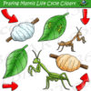 Praying Mantis Life Cycle Clipart Bundle - Clipart 4 School