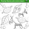 Praying Mantis Life Cycle Clipart Bundle - Clipart 4 School