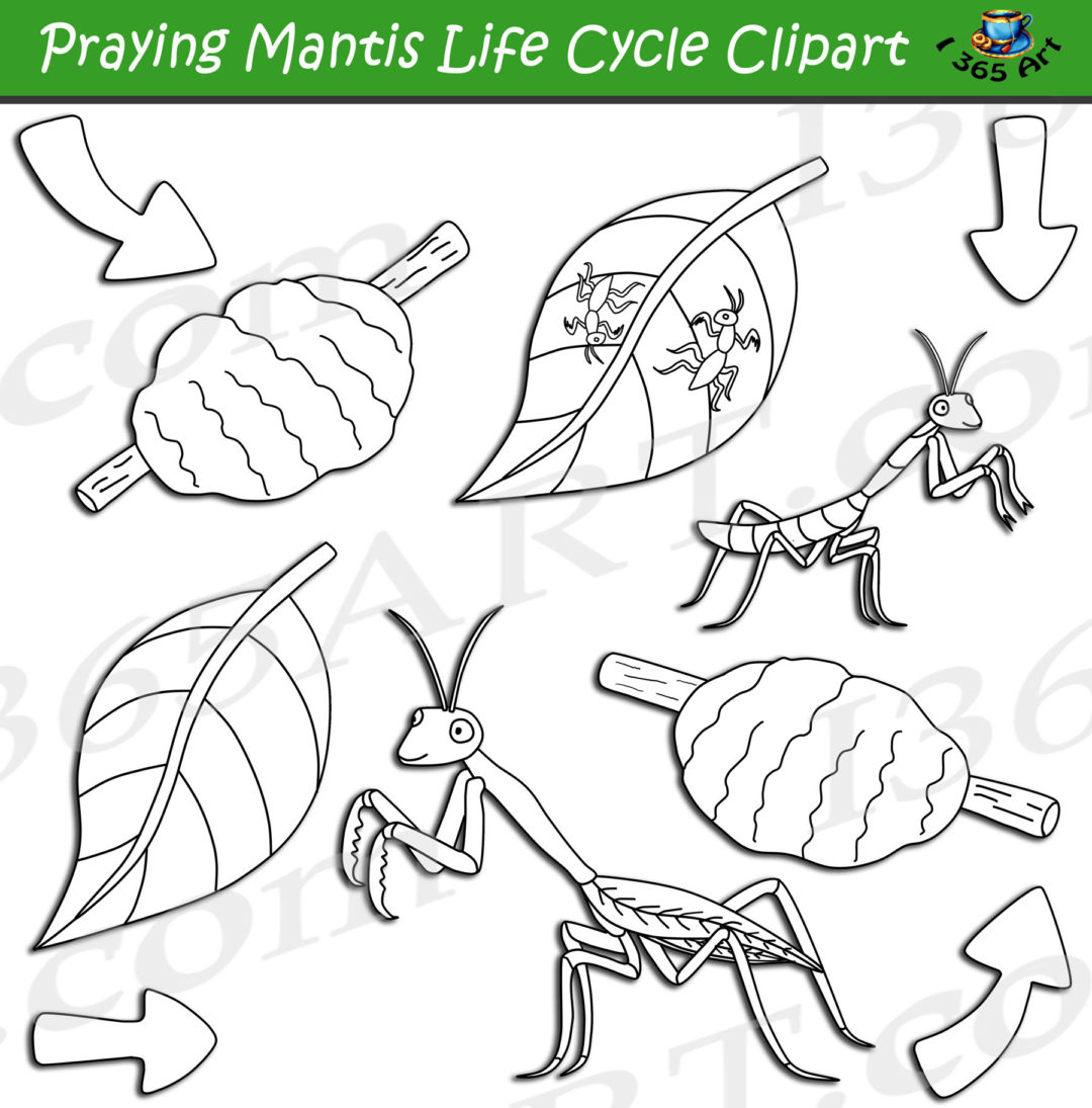 Praying Mantis Life Cycle Clipart Bundle - Clipart 4 School
