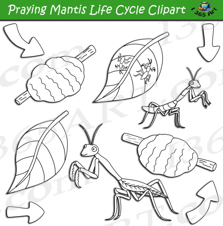 Praying Mantis Life Cycle Clipart Bundle - Clipart 4 School