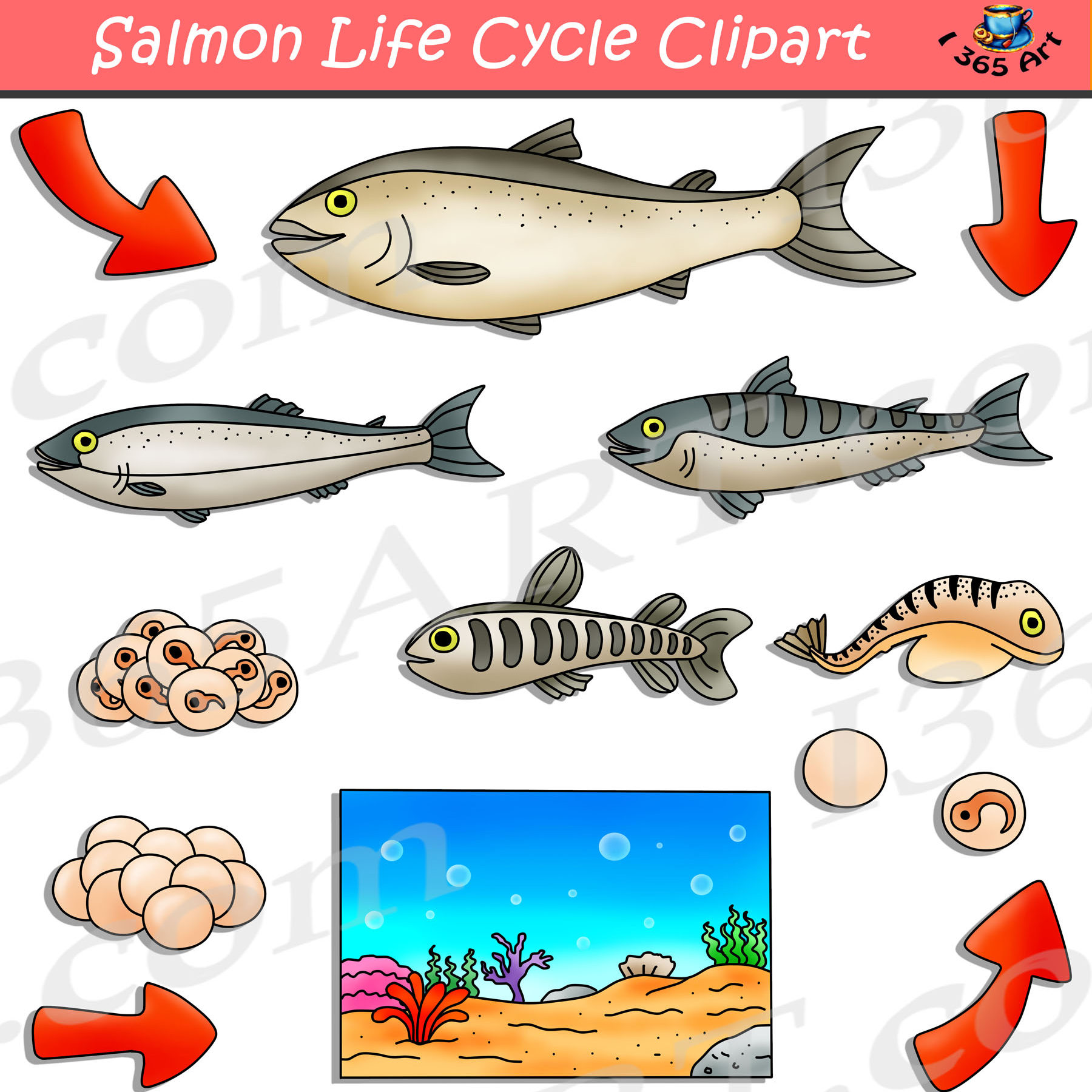 salmon life cycle Archives - Clipart 4 School