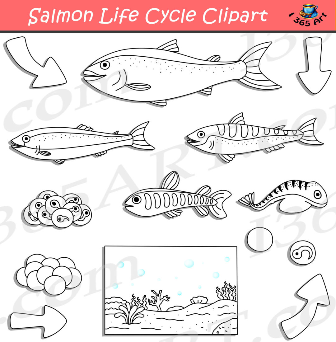 Salmon Life Cycle Clipart Bundle - Clipart 4 School