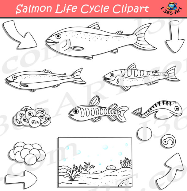 Salmon Life Cycle Clipart Bundle - Clipart 4 School