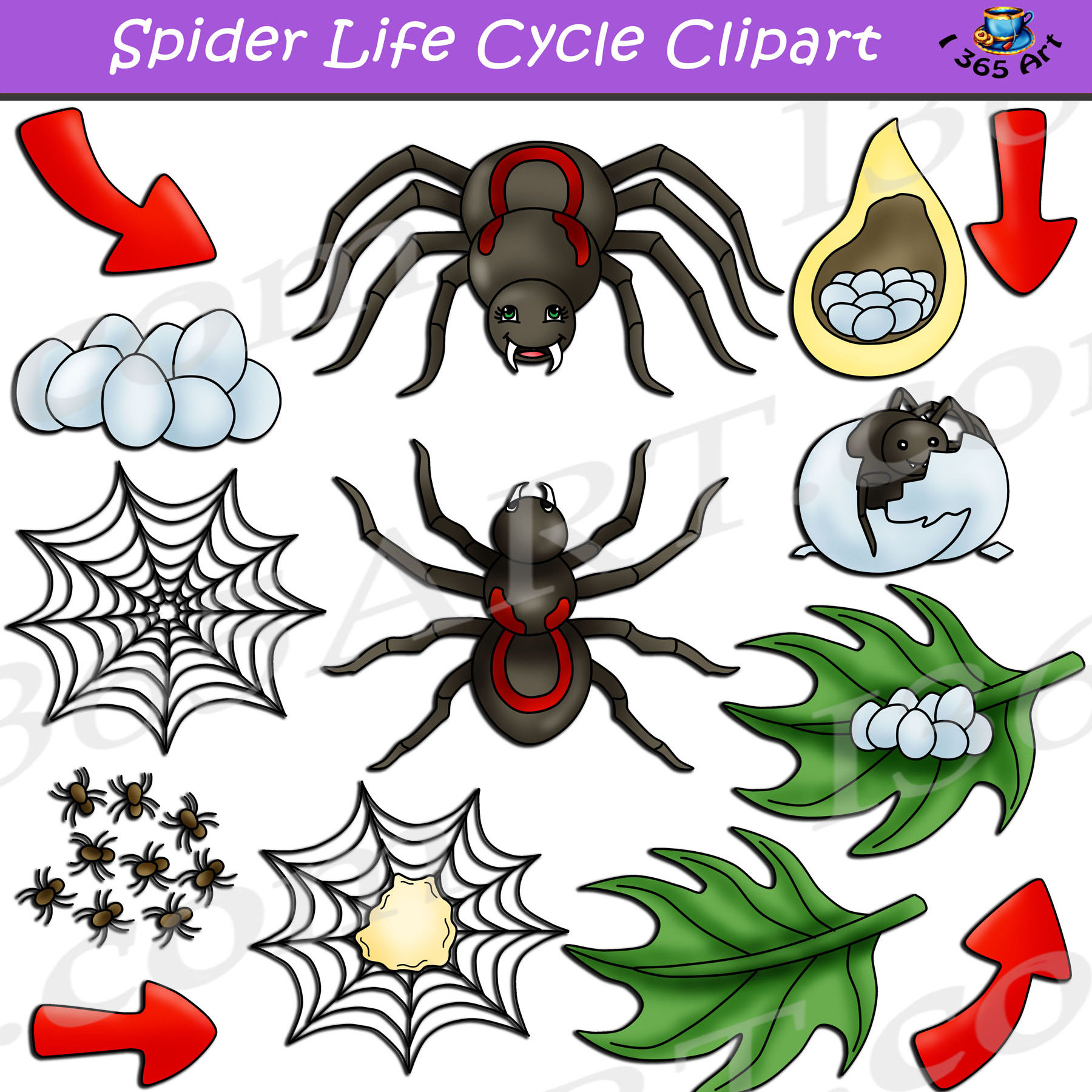 spider life cycle clipart Archives - Clipart 4 School