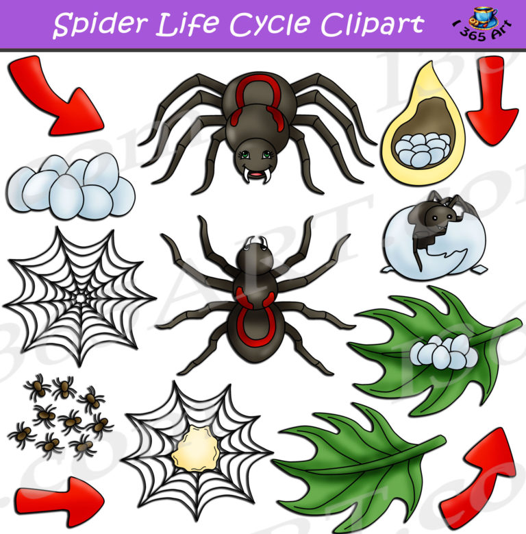 Spider Life Cycle Clipart Bundle Download - Clipart 4 School