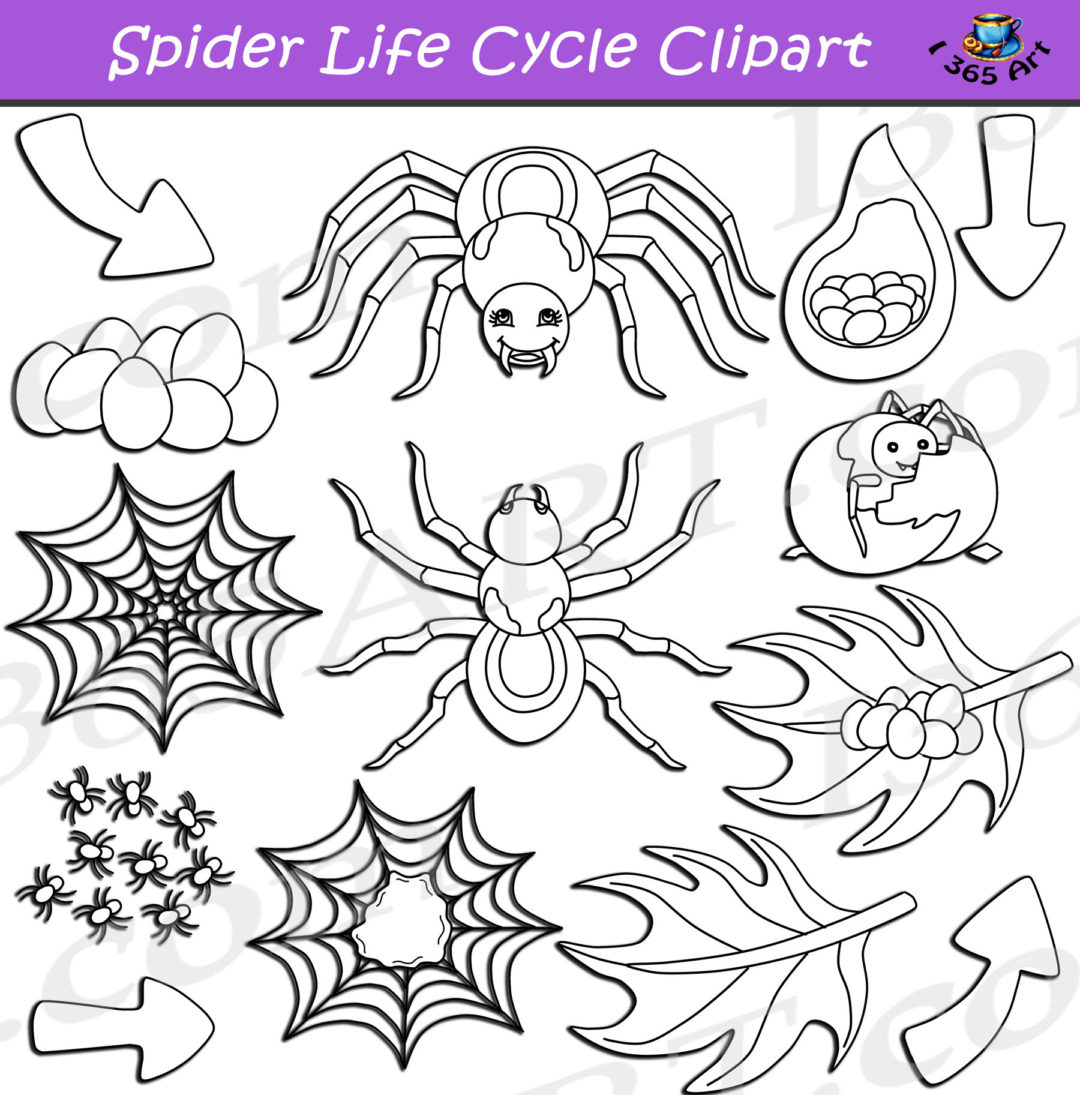 Spider Life Cycle Clipart Bundle Download - Clipart 4 School