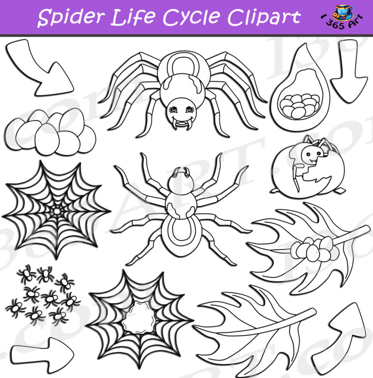 Spider Life Cycle Clipart Bundle Download - Clipart 4 School