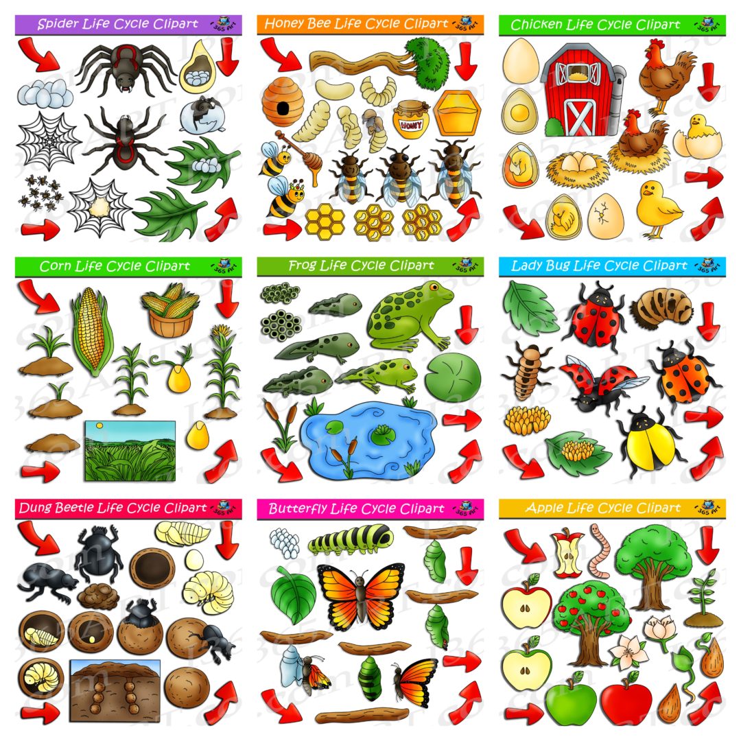 Nature Life Cycle Clipart Bundle #1 - Get 18 Sets in all! - Clipart 4 ...