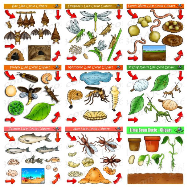Nature Life Cycle Clipart Bundle #1 - Get 18 Sets in all! - Clipart 4 ...