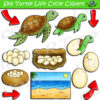 Sea Turtle Life Cycle Clipart Pack - Clipart 4 School