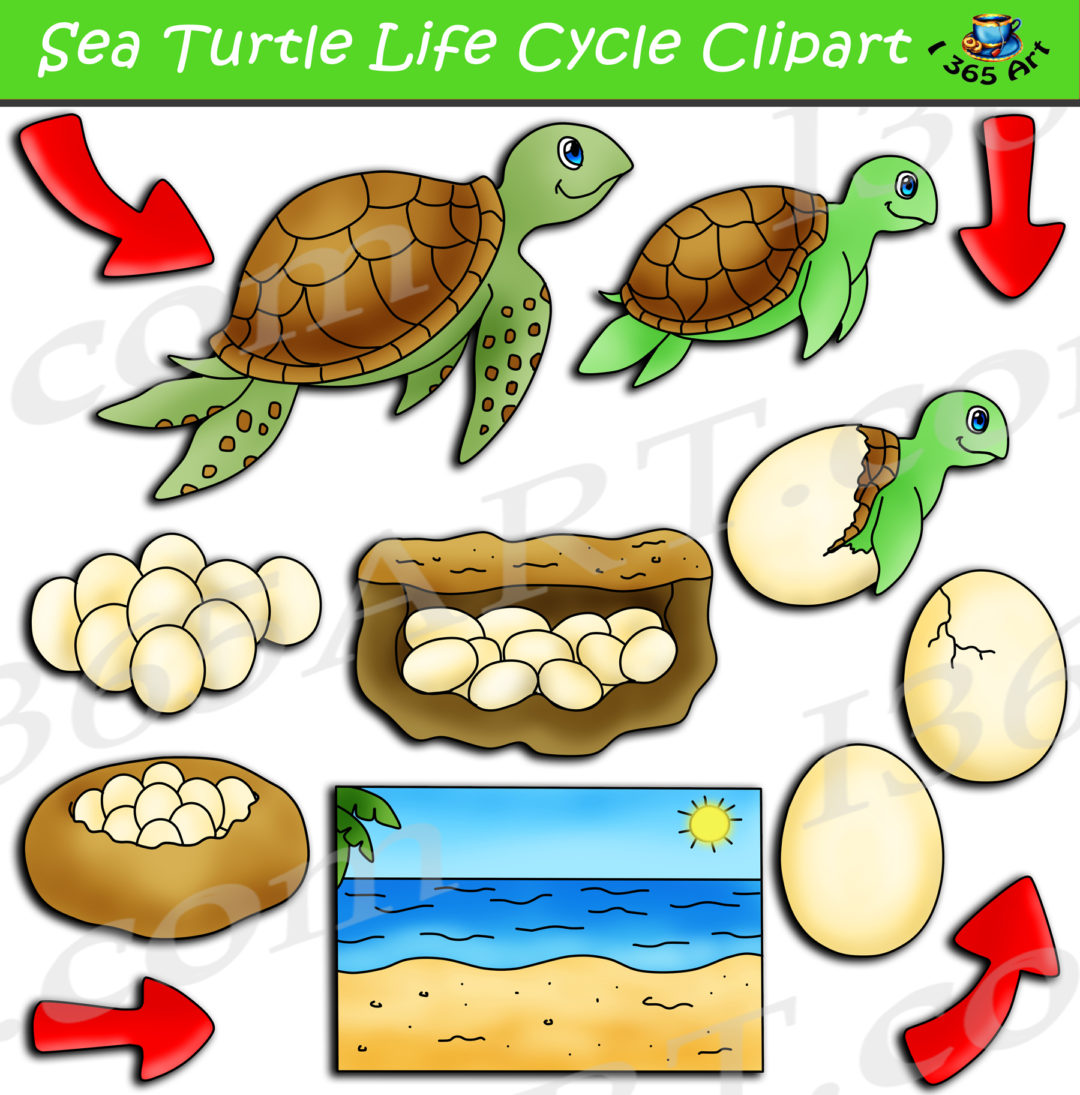 Sea Turtle Life Cycle Clipart Pack - Clipart 4 School