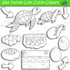 Sea Turtle Life Cycle Clipart Pack - Clipart 4 School