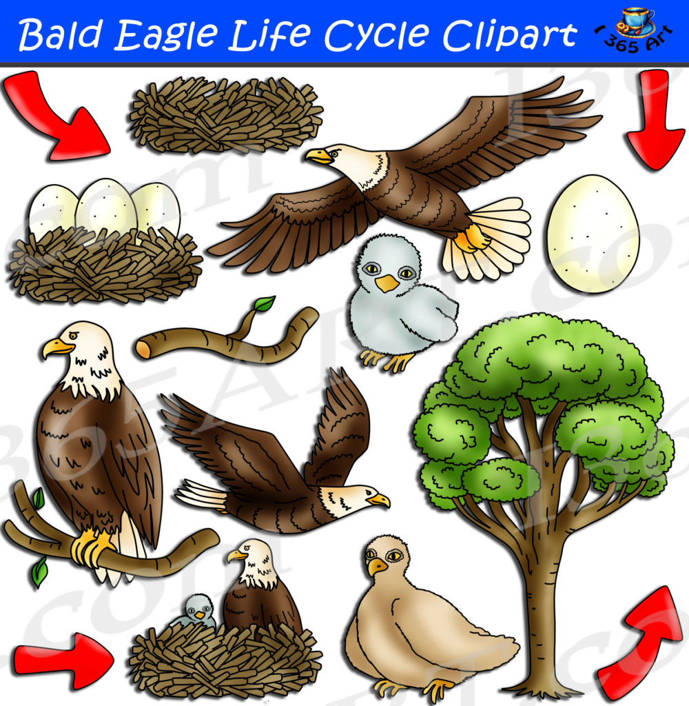 Bald Eagle Life Cycle Clipart Set - Clipart 4 School