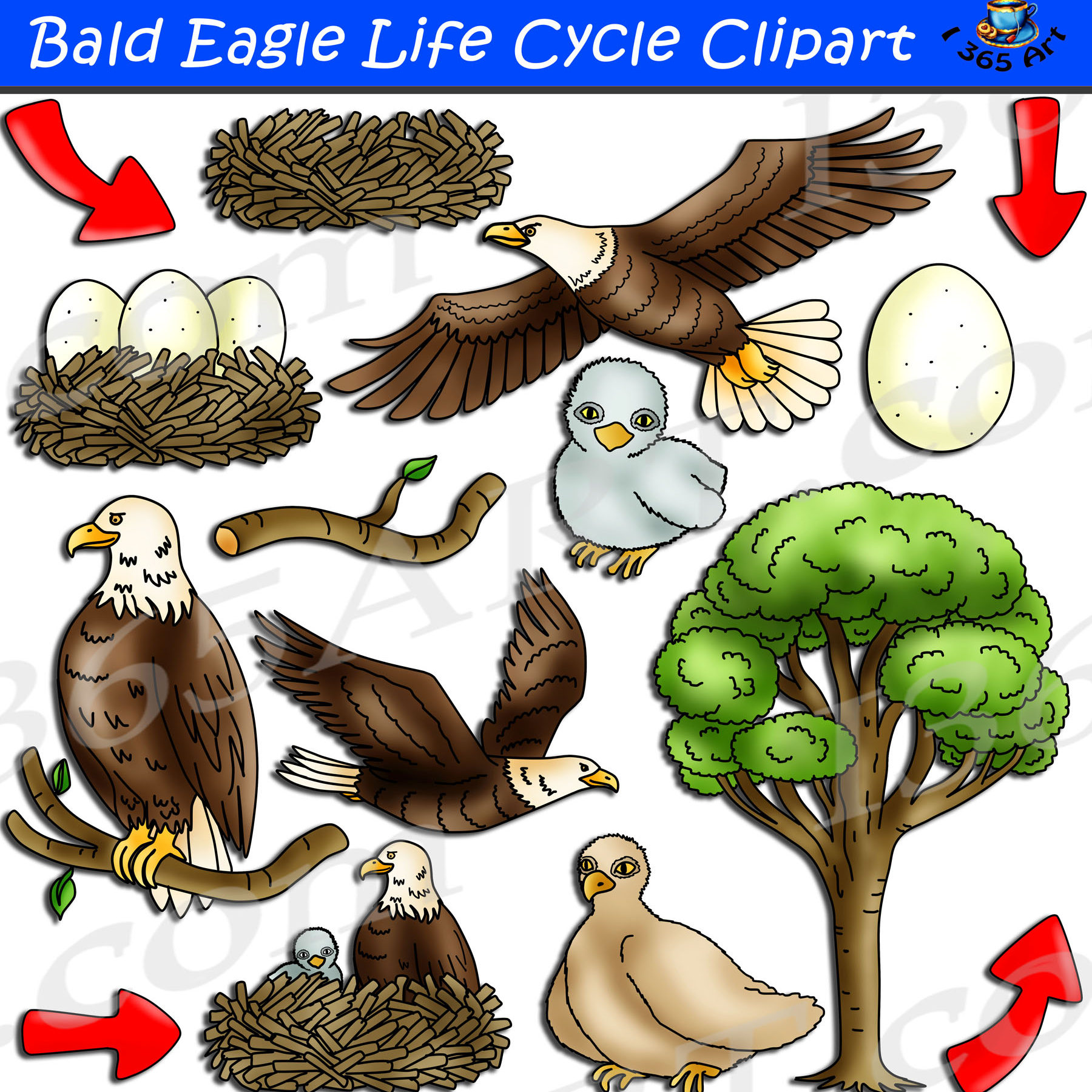 bald eagle life cycle clipart Archives - Clipart 4 School