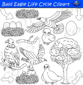 Bald Eagle Life Cycle Clipart Set - Clipart 4 School