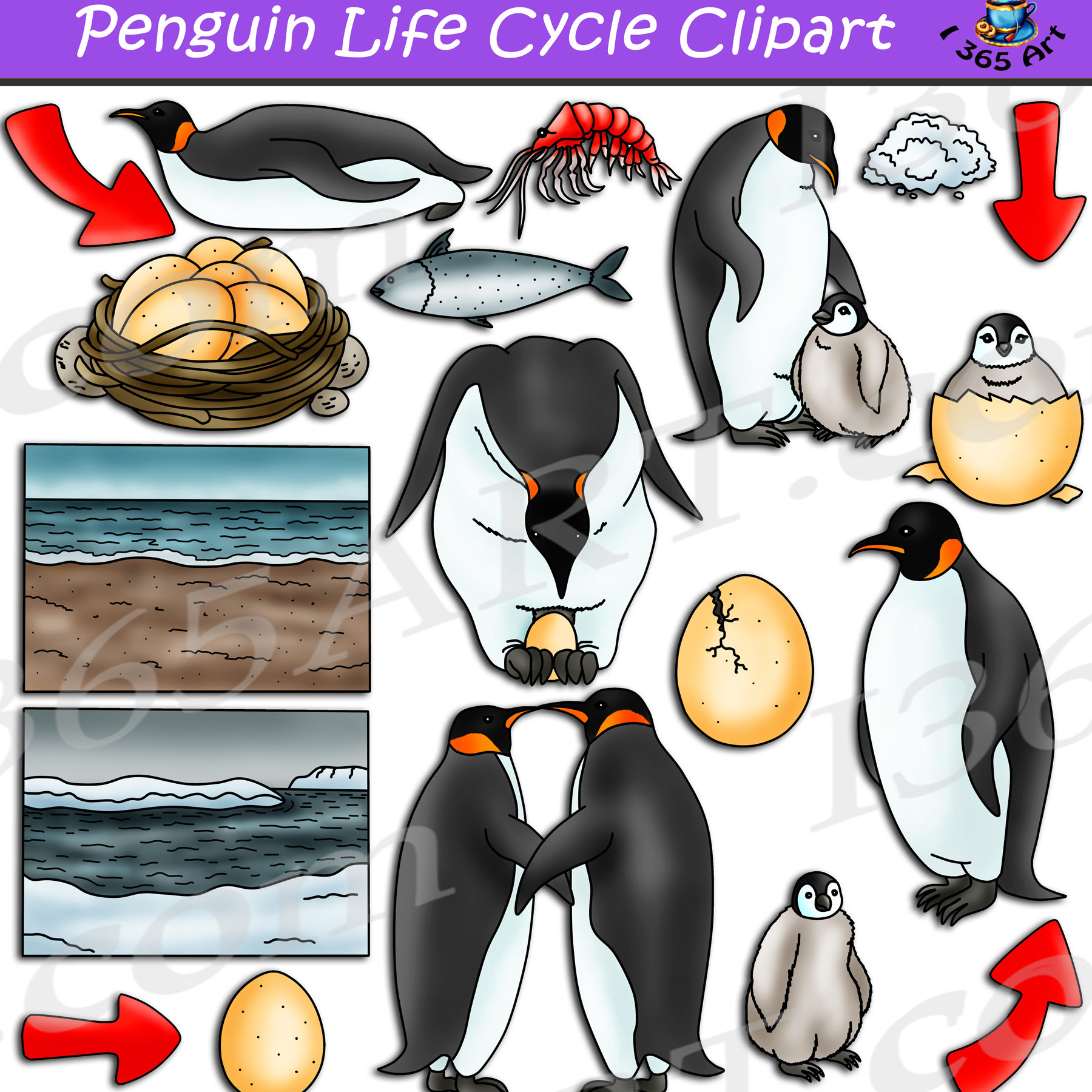Penguin life cycle Archives - Clipart 4 School